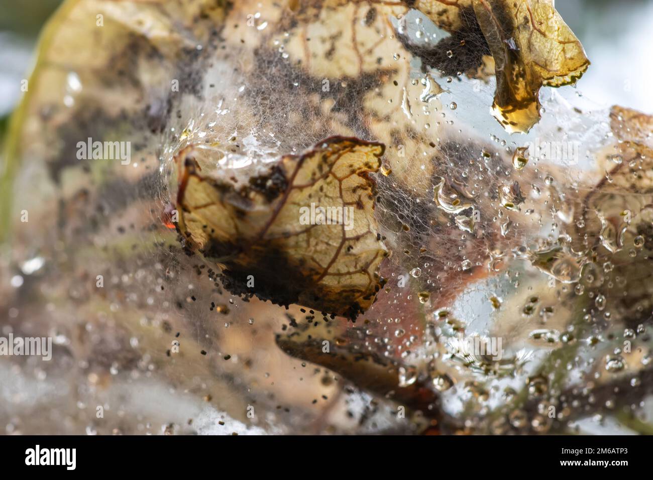 Dry plum tree branch in the web damaged by black aphids Stock Photo - Alamy