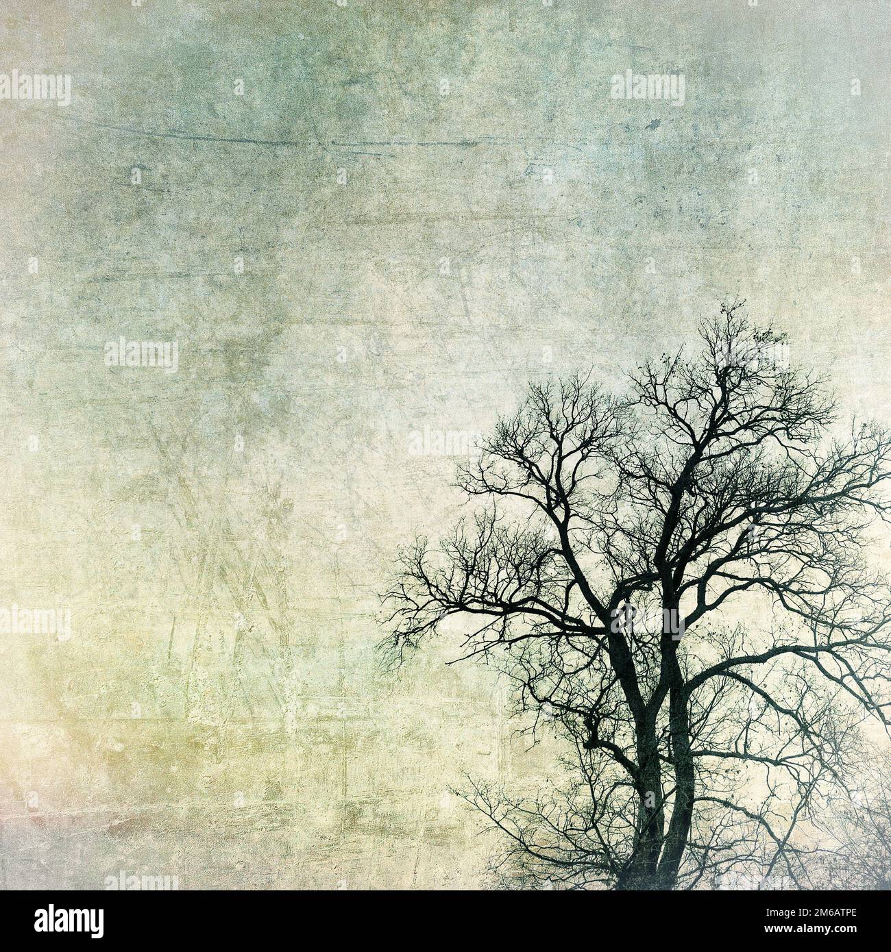 Black tree frame hi-res stock photography and images - Alamy