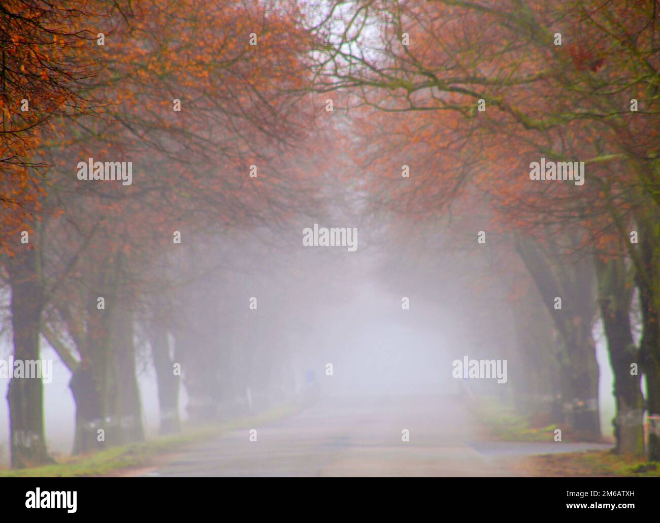 Road in morning haze Stock Photo - Alamy