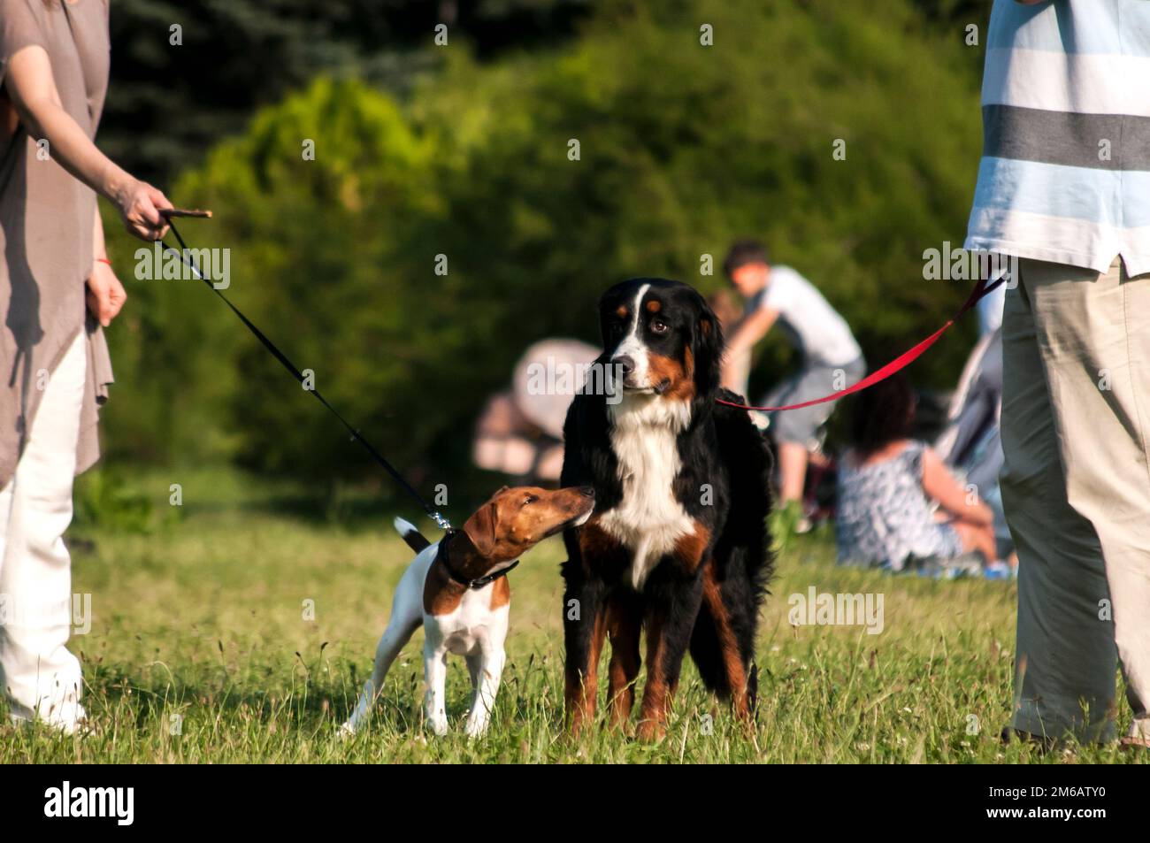 Two dogs on leashes held by their owners for a wal Stock Photo - Alamy