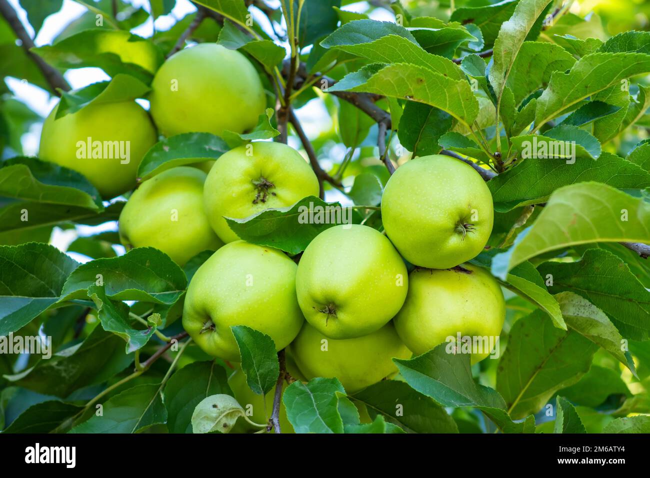 Apple tree branch with green apples on a blurred background during ripening Stock Photo - Alamy