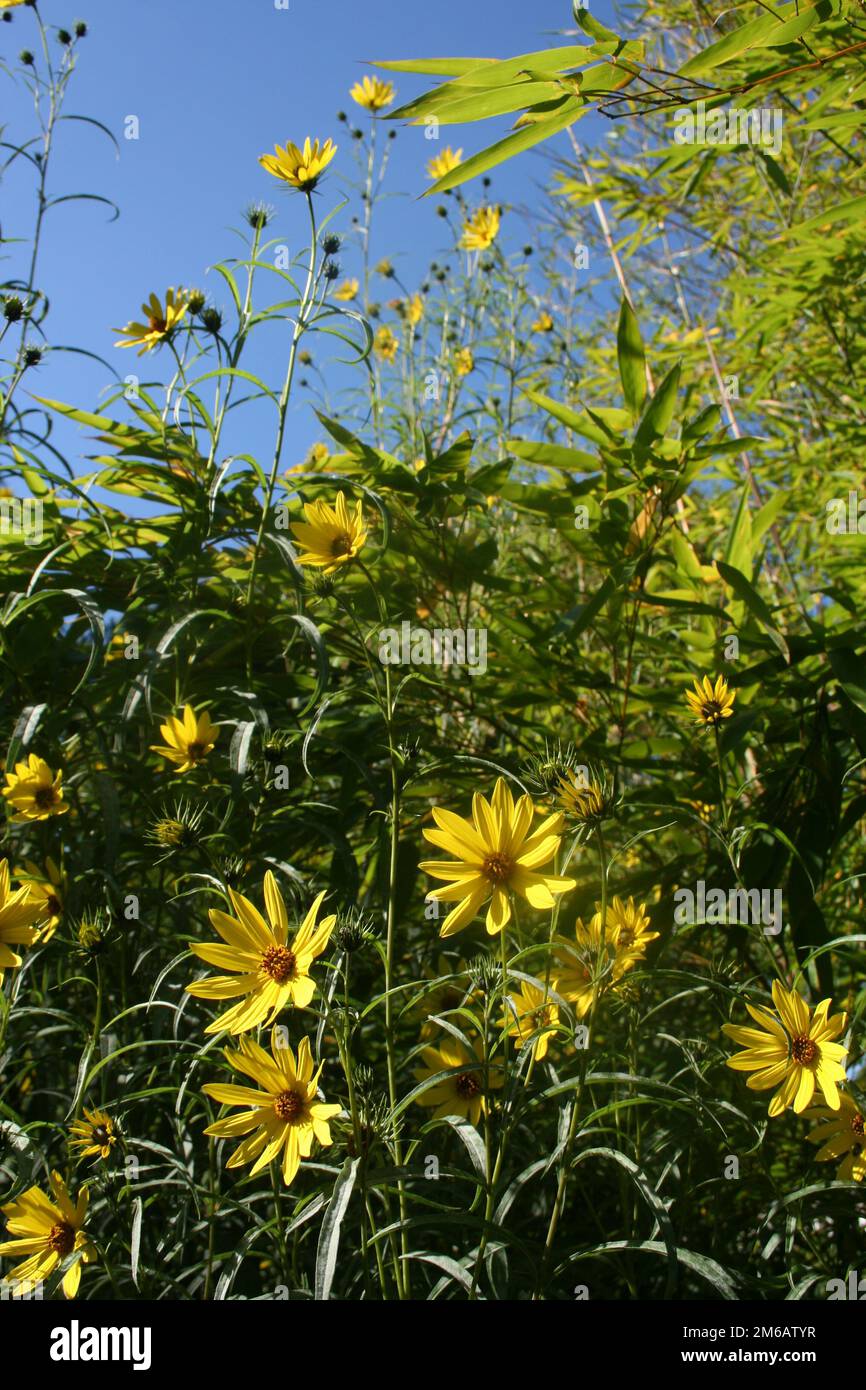 Sunchoke flower hi-res stock photography and images - Alamy