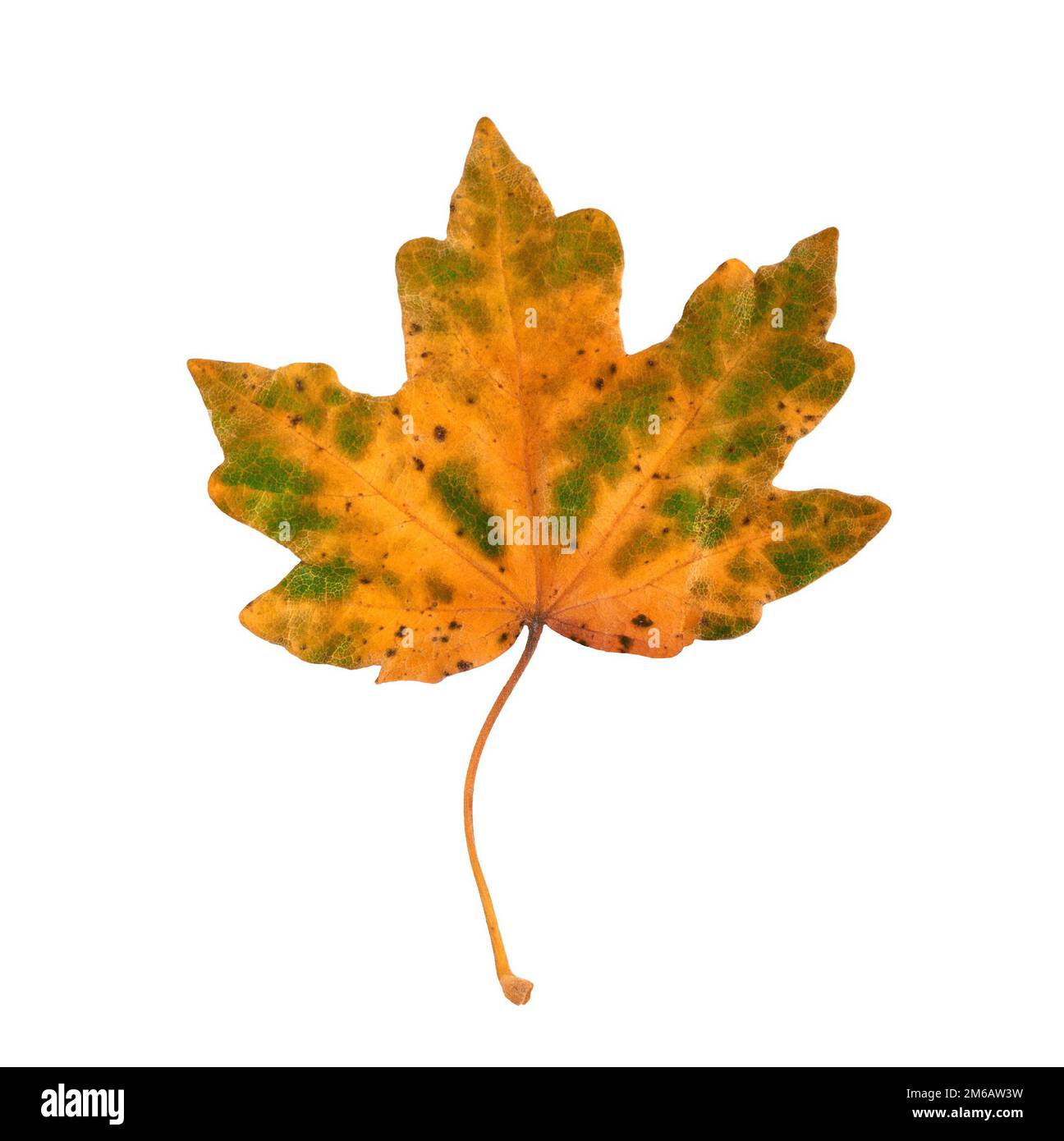 Autumn maple branch with leaves isolated on a white background Stock ...