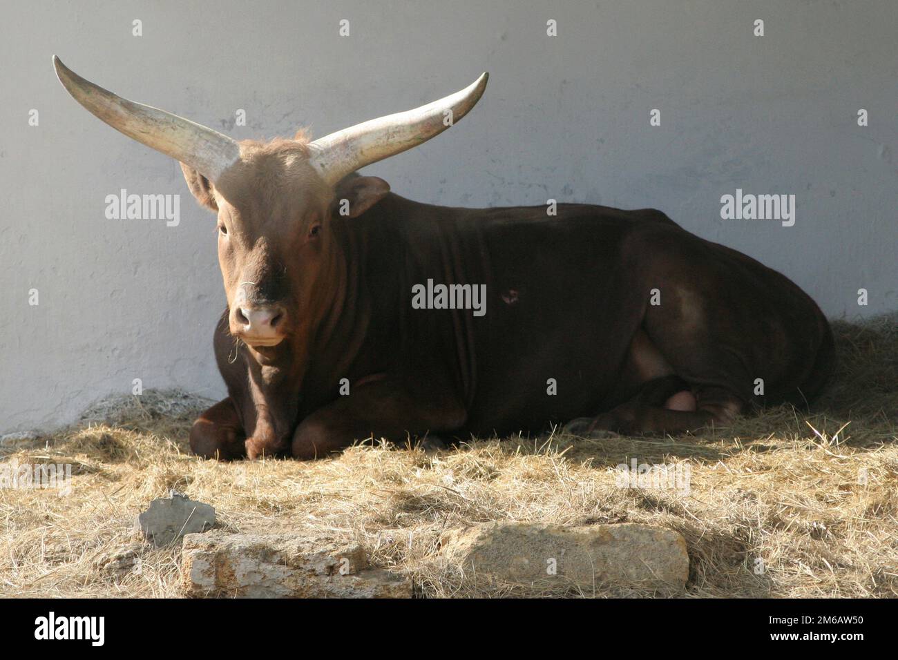 Watussi bull cattle lying in the zoo cage Stock Photo - Alamy