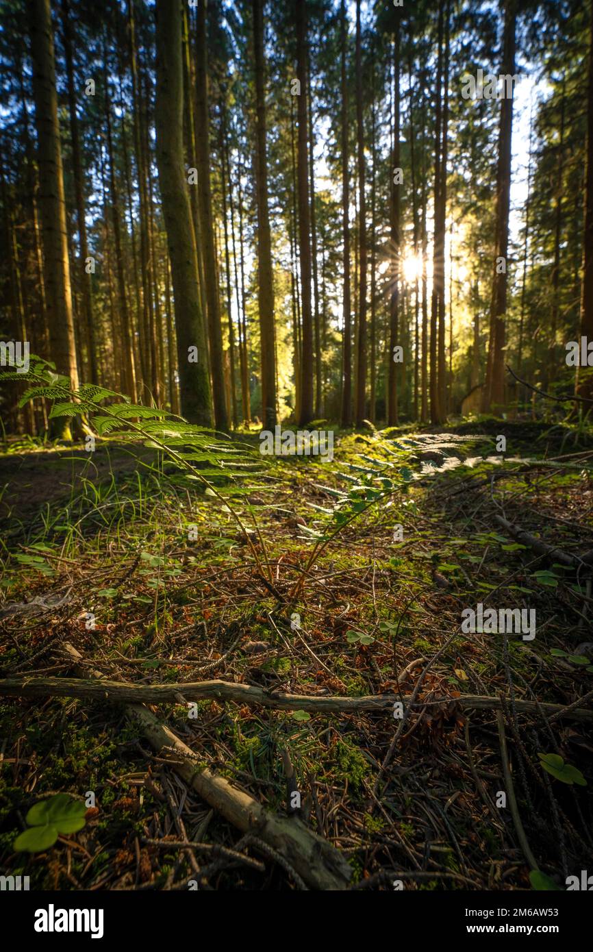 Evening light and shadow in dense forest, fern in foreground, Black ...