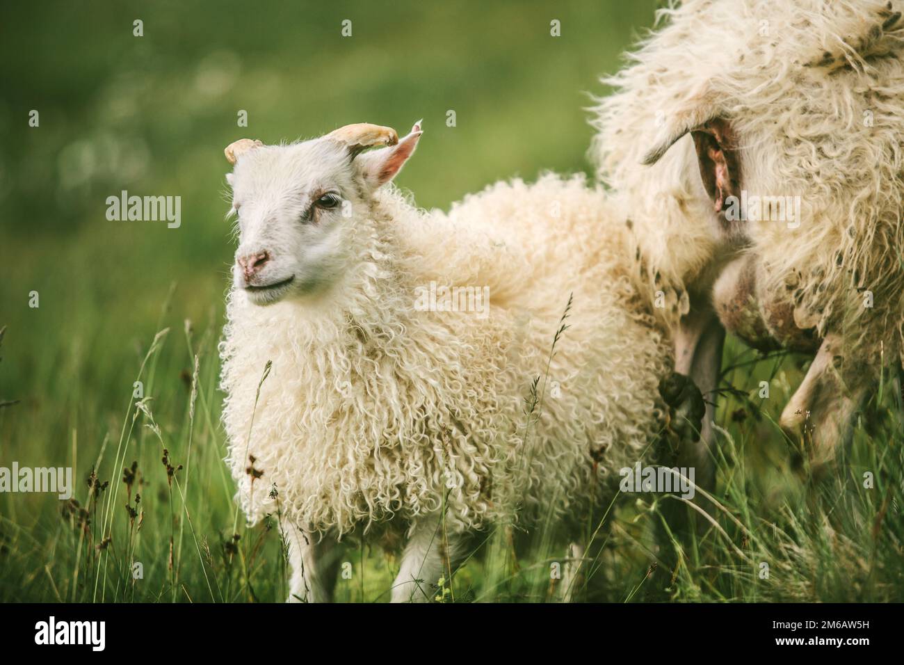 Outdoor resting sheep hi-res stock photography and images - Alamy