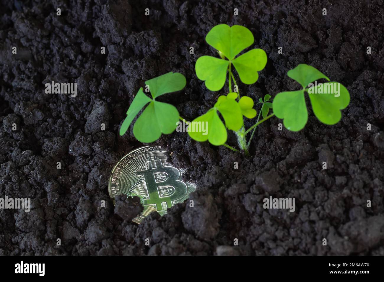 Bitcoin coin in the ground and leaves grow. Concept Stock Photo - Alamy