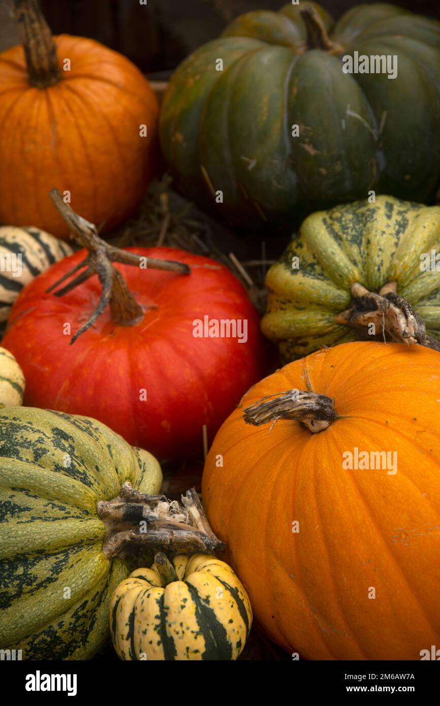 Picking out pumpkins hi-res stock photography and images - Alamy