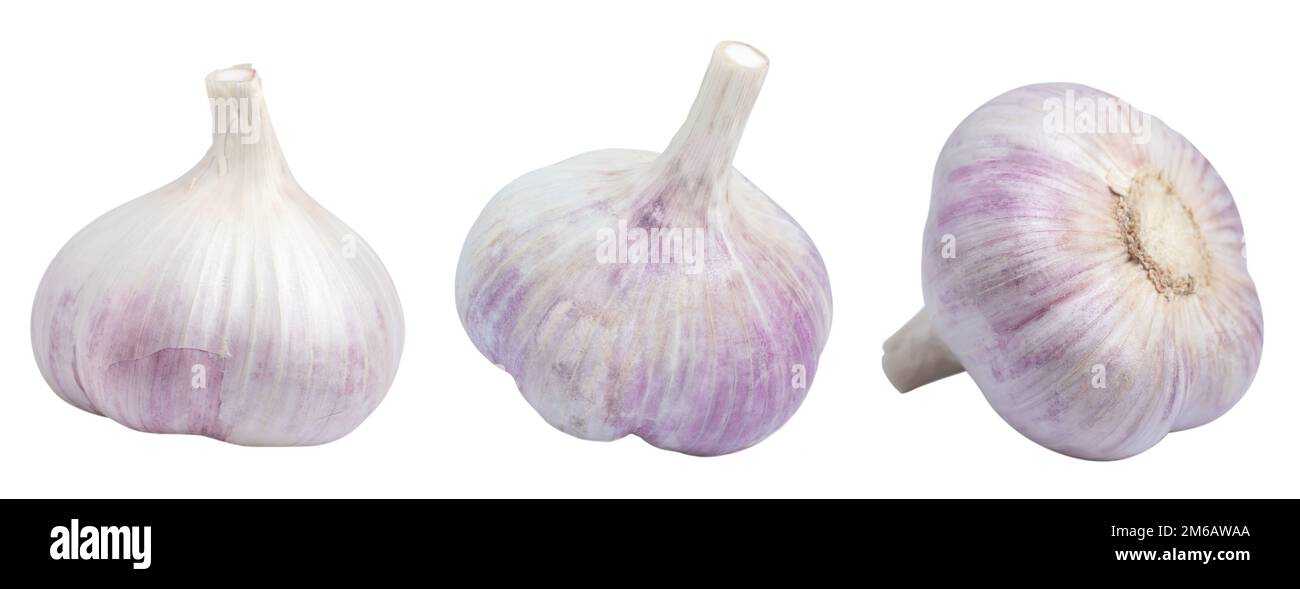 Set of garlic bulb isolated on white background Stock Photo - Alamy