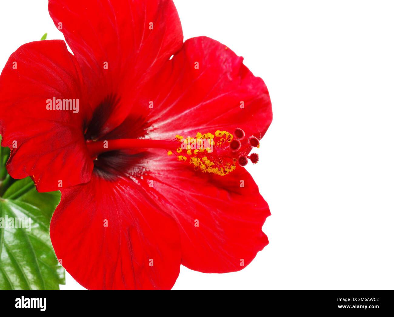 Red Hibiscus flower head Stock Photo - Alamy