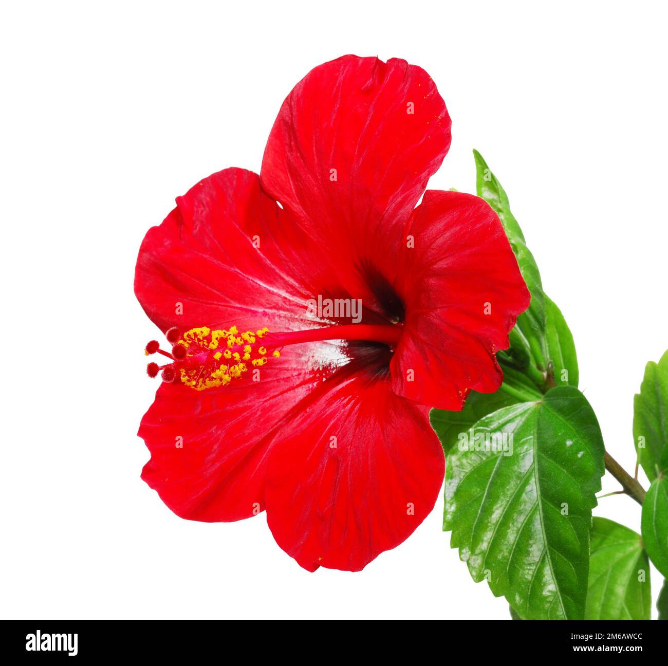 Hibiscus head hi-res stock photography and images - Alamy