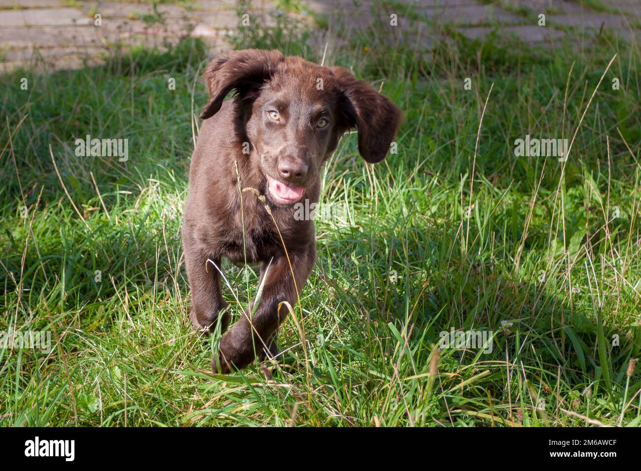 Flat coated retriever hi-res stock photography and images - Alamy