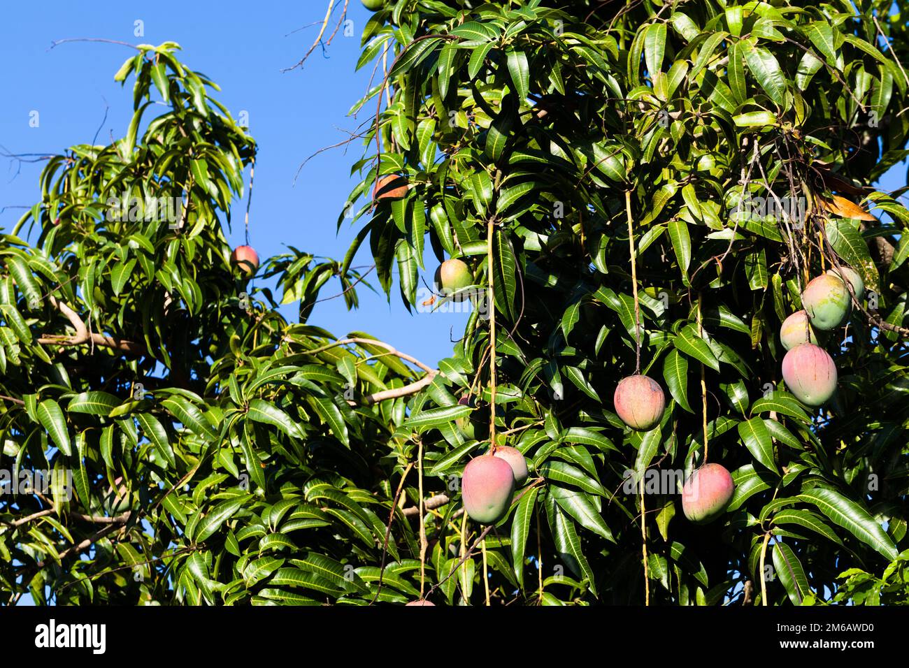 Mango Varieties In Cuba