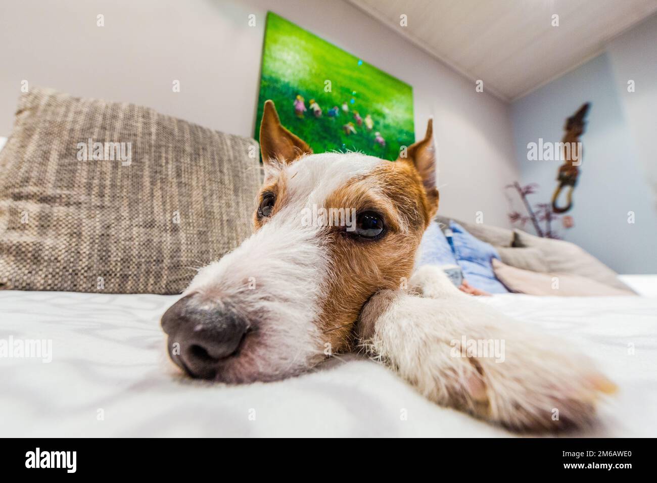 Close up of a Parson Russell Terrier lying on a couch taken with wide ...