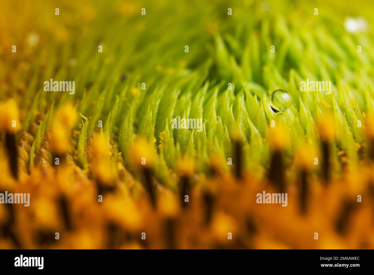 Sunflower texture and background. Texture of sunflower pollen. Macro ...