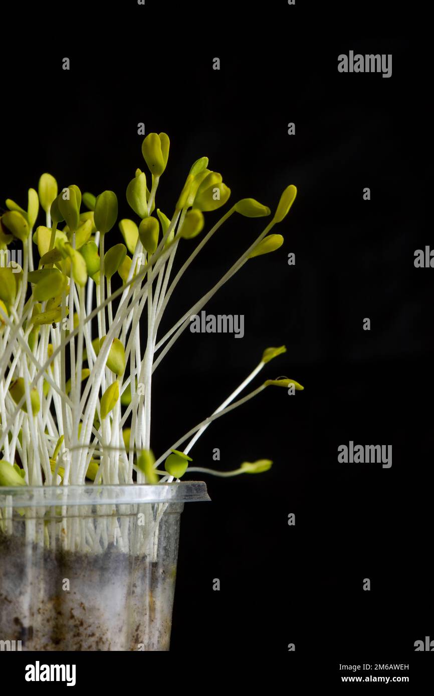 Flax microgreens hi-res stock photography and images - Alamy