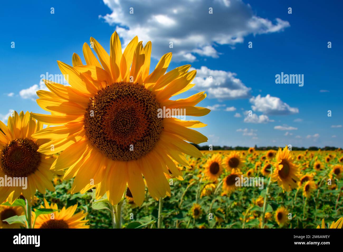 Sunflower seeds. Sunflower field, growing sunflower oil beautiful ...