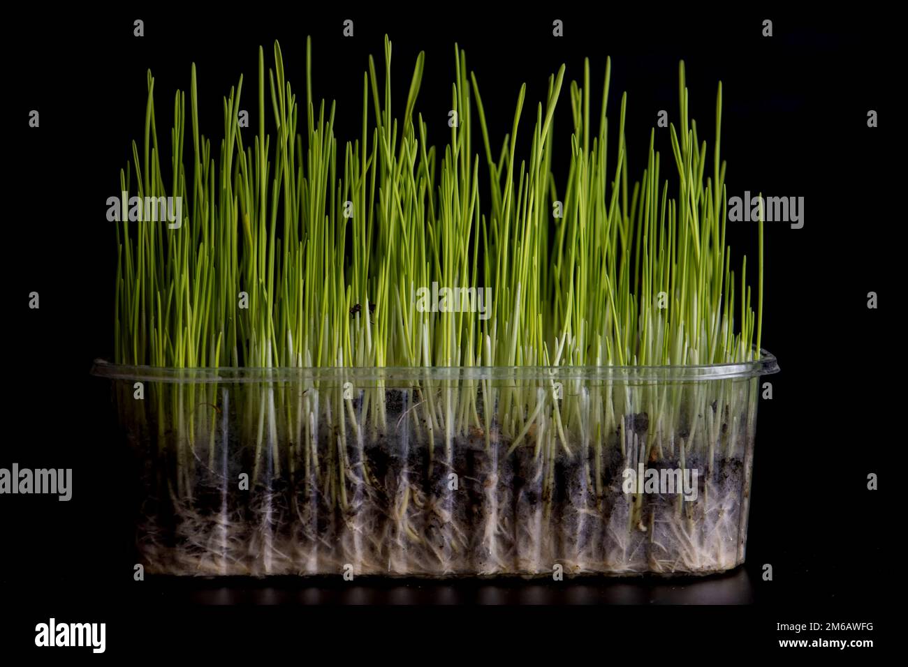 Microgreens. Sprouted grains of wheat on black Stock Photo - Alamy