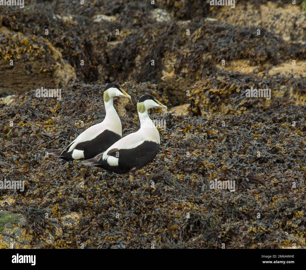 Two male Eider Ducks on seaweed-covered rocky shore Stock Photo - Alamy