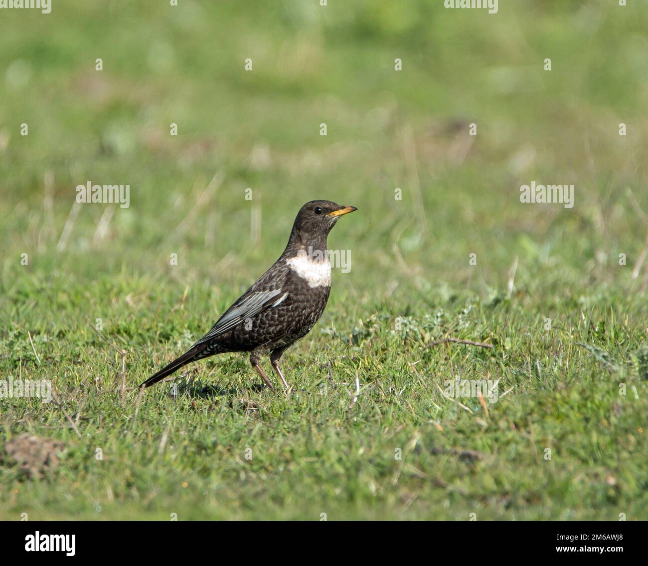 Ring Ouzel bird on migration Stock Photo - Alamy