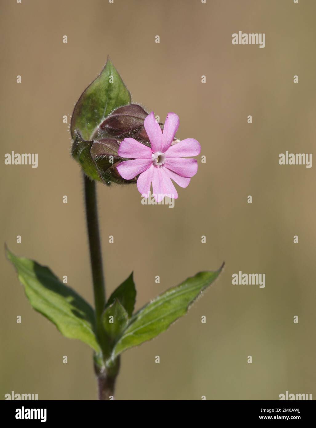 Wild flower Red Campion Stock Photo - Alamy