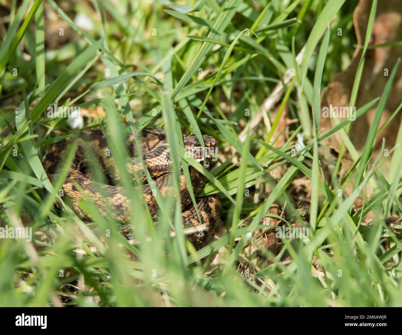 Small venomous snake female Adder or Viper concealed in long grass ...