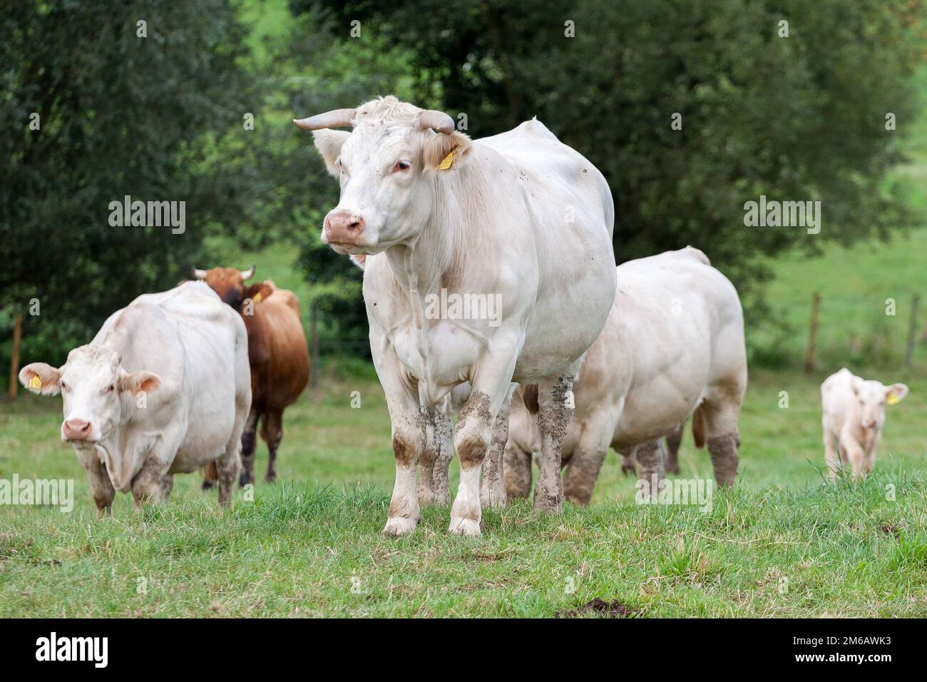 Crazy cows hi-res stock photography and images - Alamy
