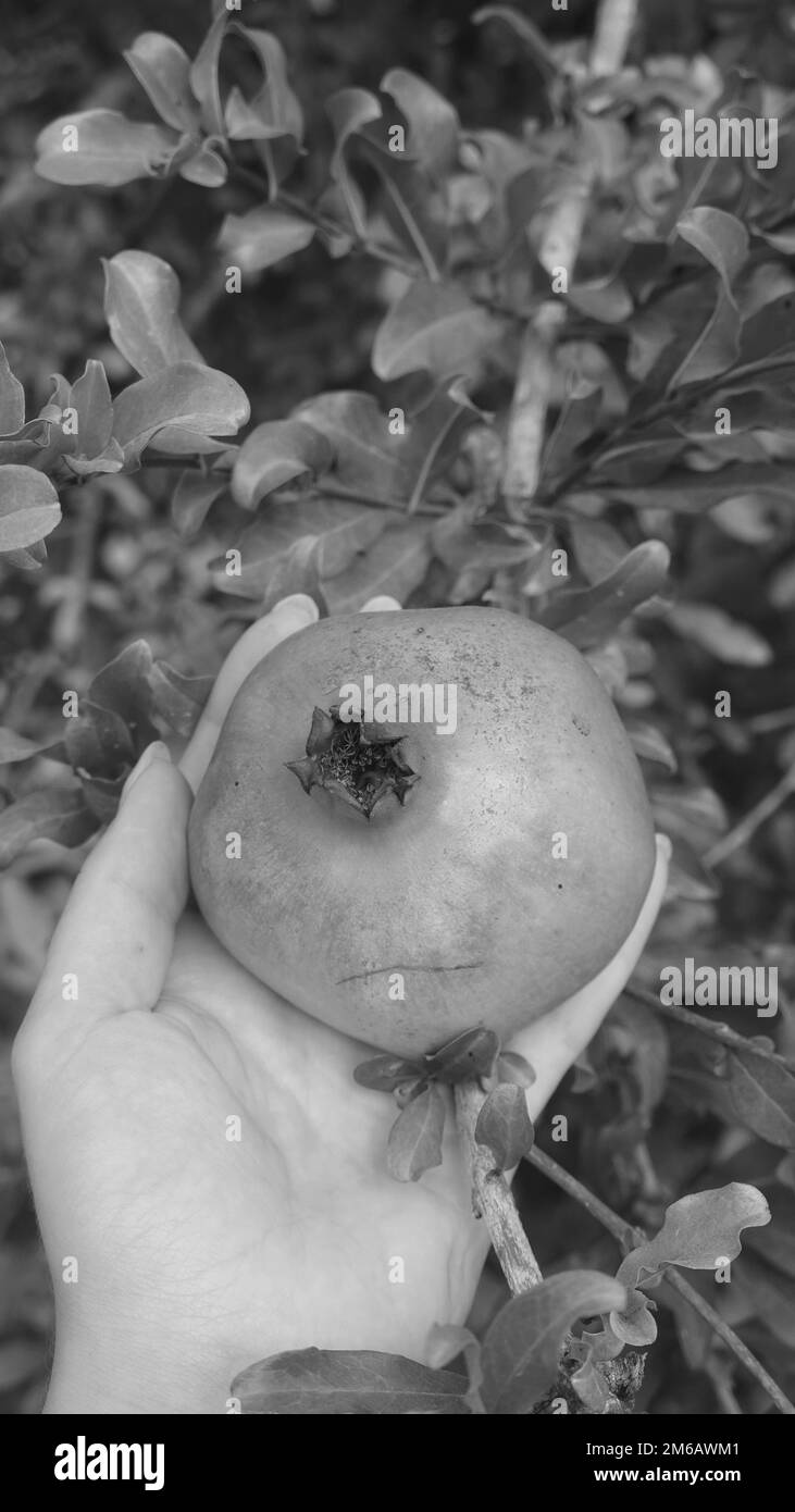 Close up hand autumn Black and White Stock Photos & Images - Alamy