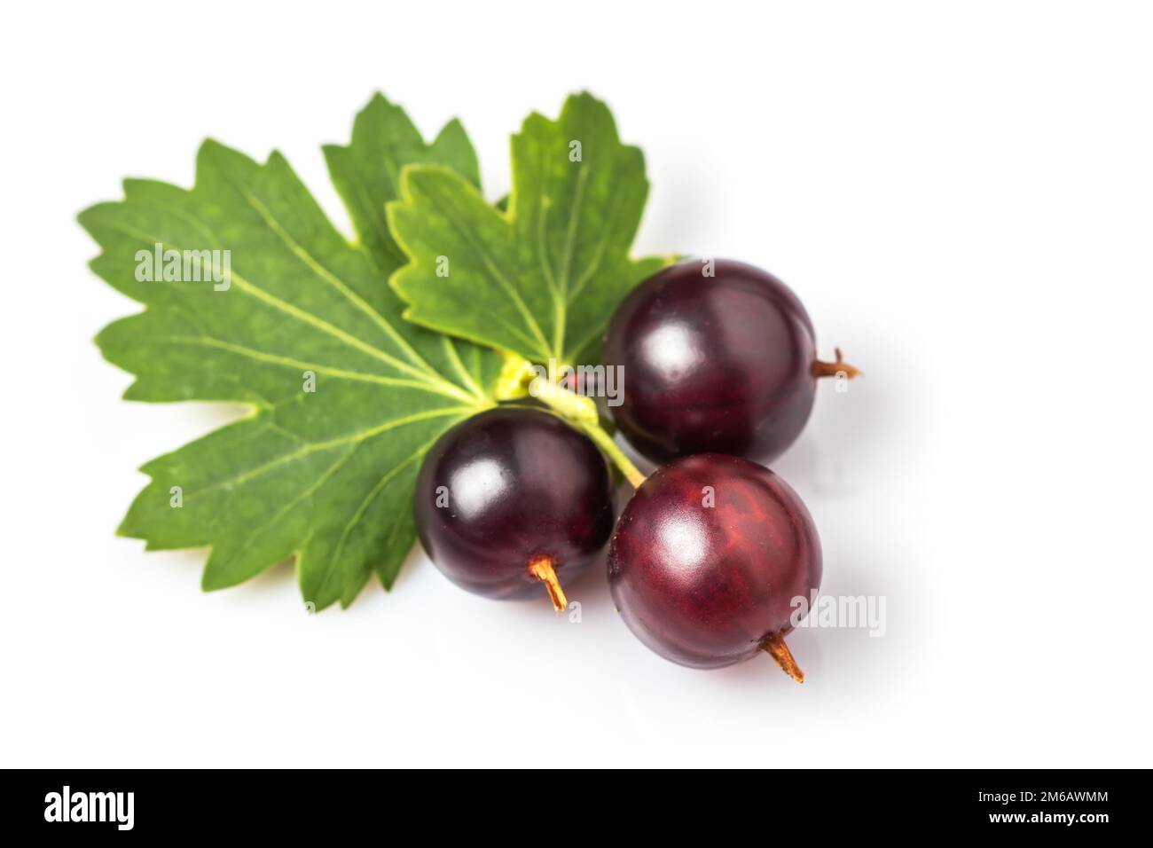 Josta with leaves hybrid gooseberry and black currant isolated on white ...