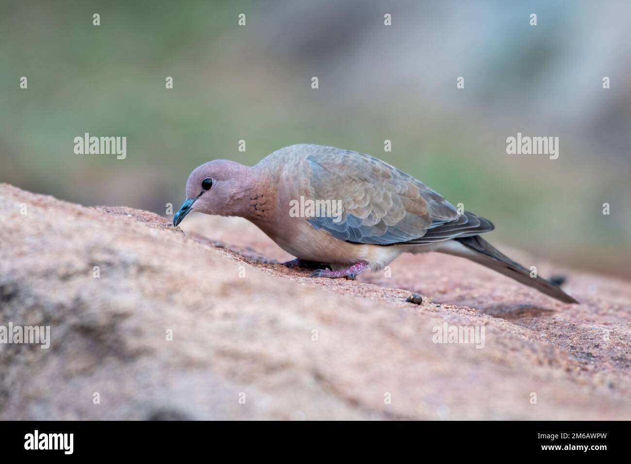 Laughing dove or Spilopelia senegalensis observed in Hampi in India ...