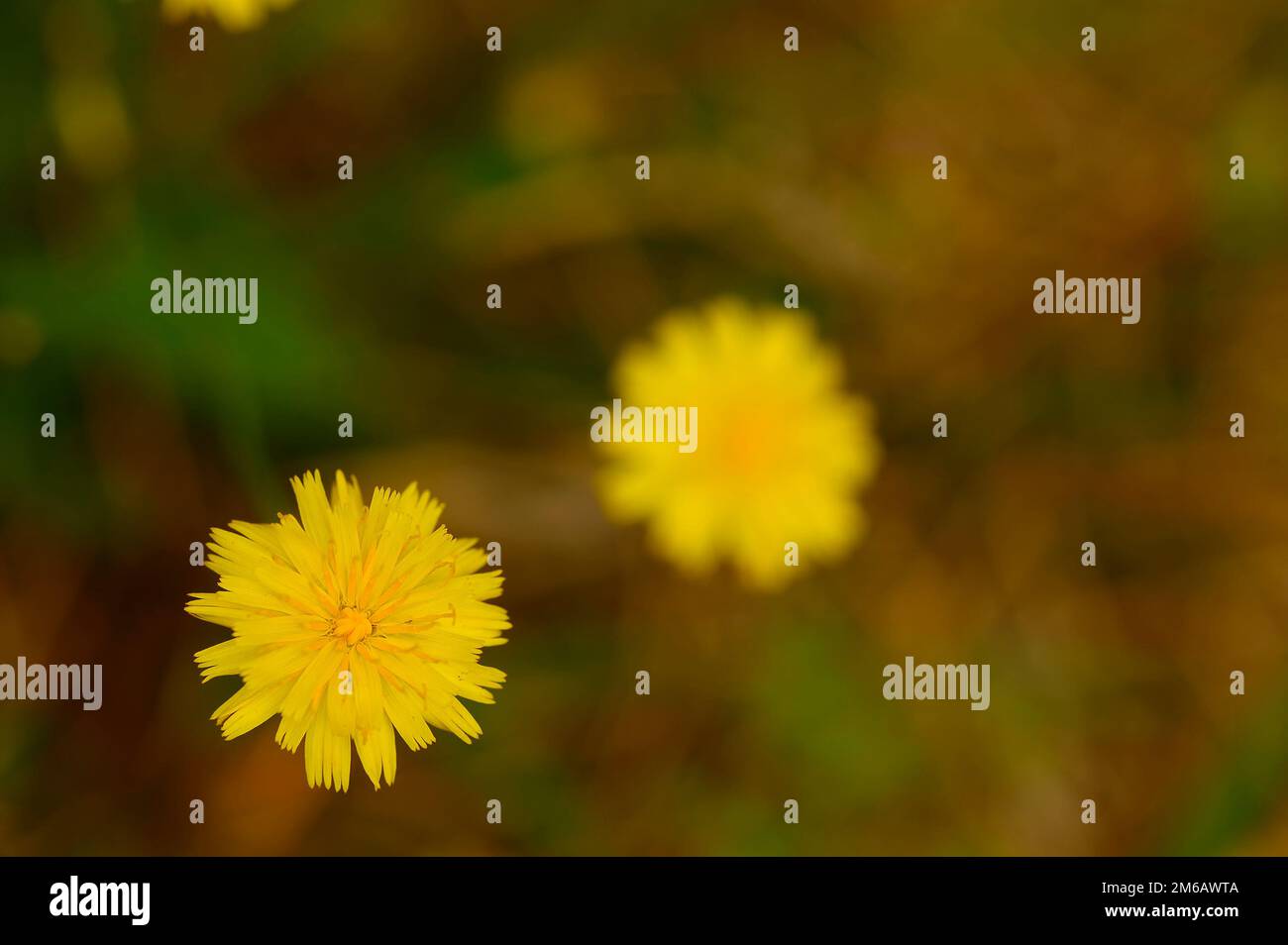 Dandelion flower stem leaf hi-res stock photography and images - Alamy