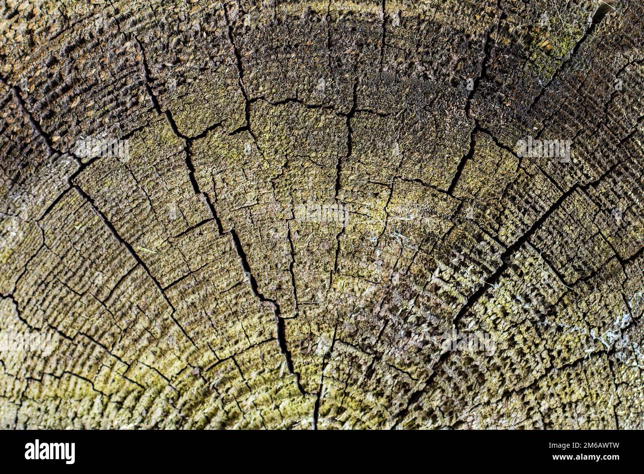 The surface of an old cracked tree stump with a small deep four-rayed ...