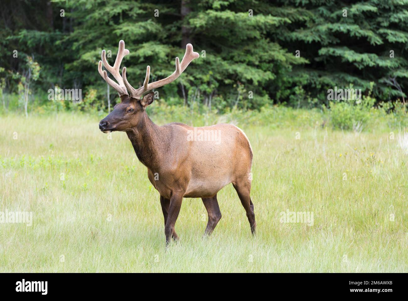 Bull elk in grass meadow in North America walking with background of ...