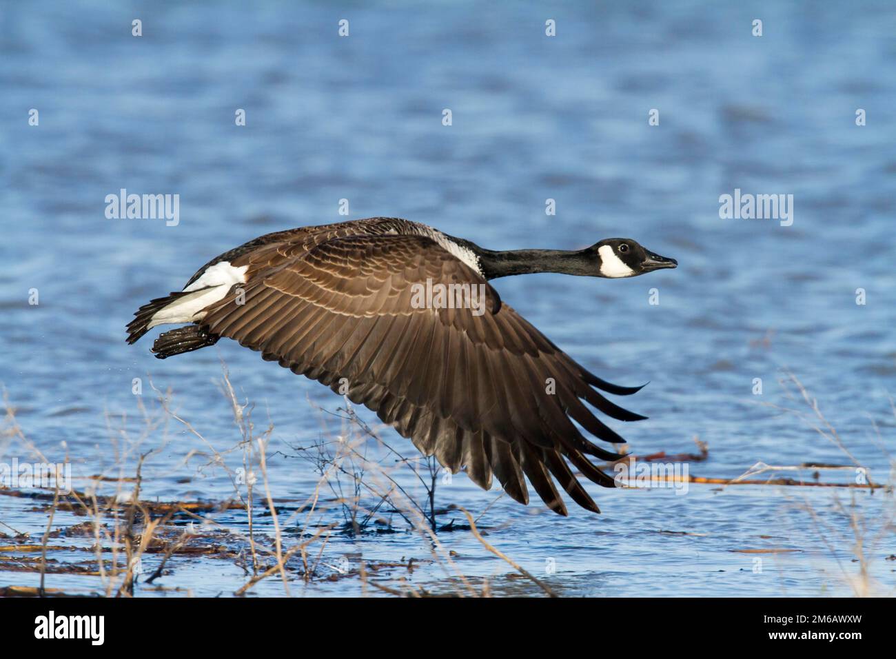Canada goose (Branta canadensis) flying low over water Stock Photo - Alamy