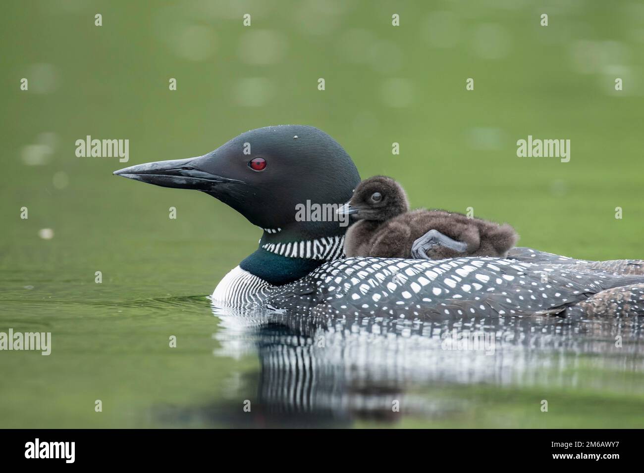 Adult common loon (Gavia immer) carrying his baby on his back Stock ...