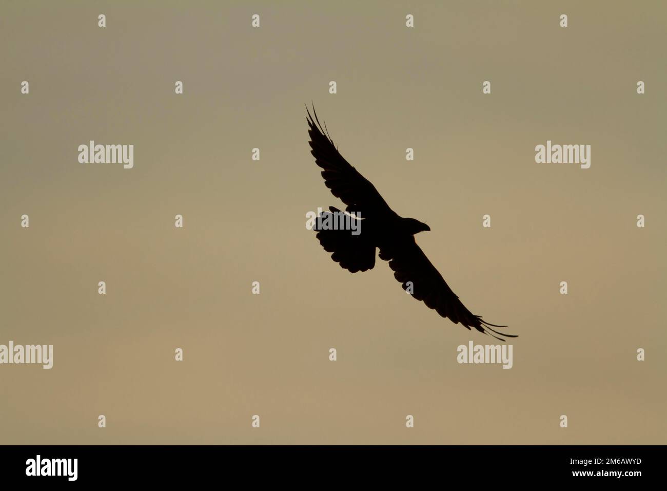 Common raven wings hi-res stock photography and images - Alamy