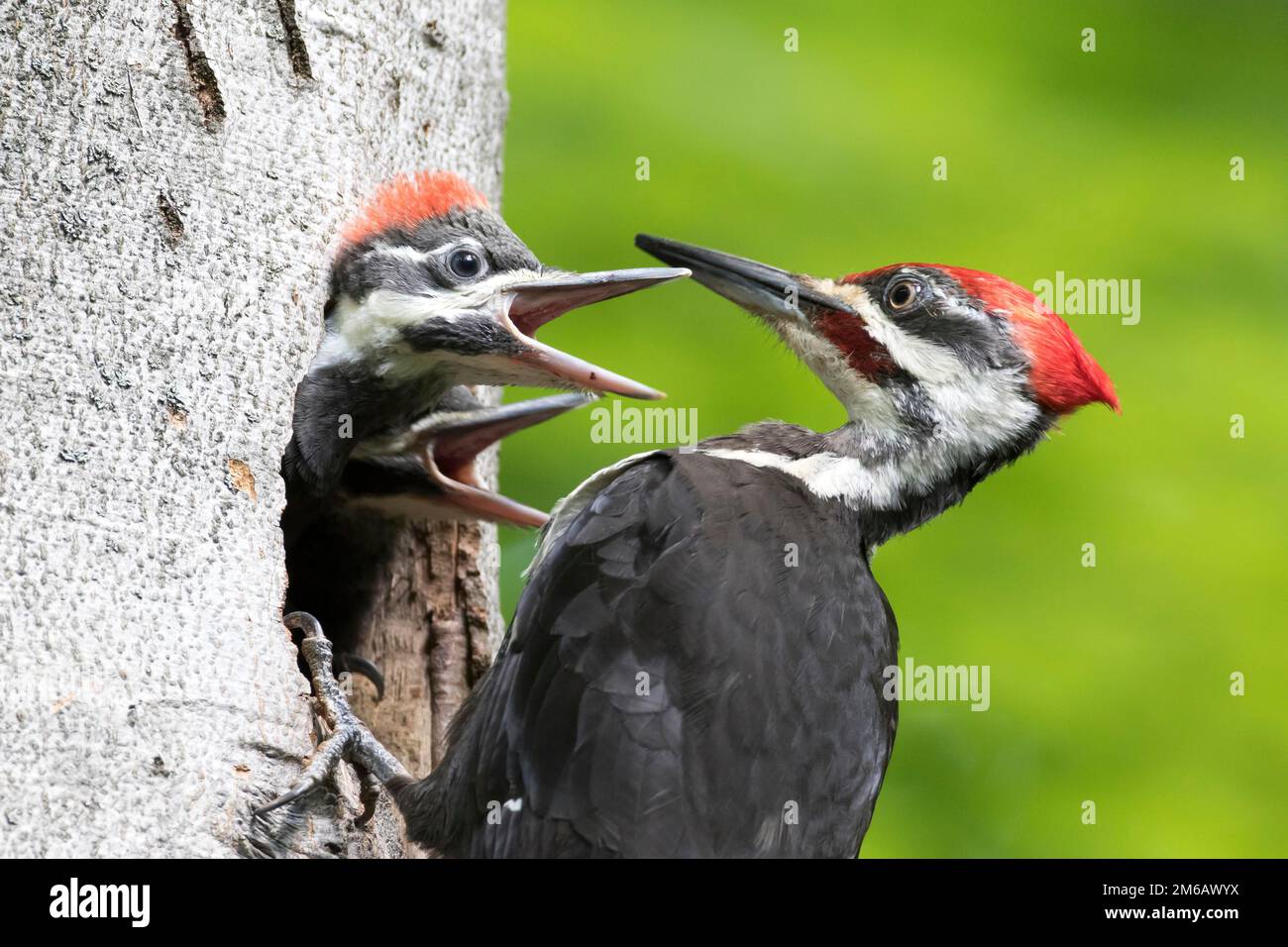 Pileated Woodpecker Juvenile
