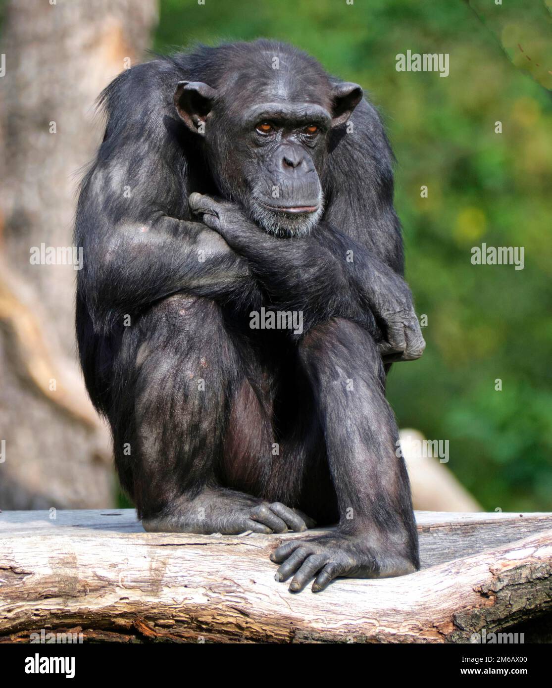 Adult female chimpanzee hi-res stock photography and images - Alamy
