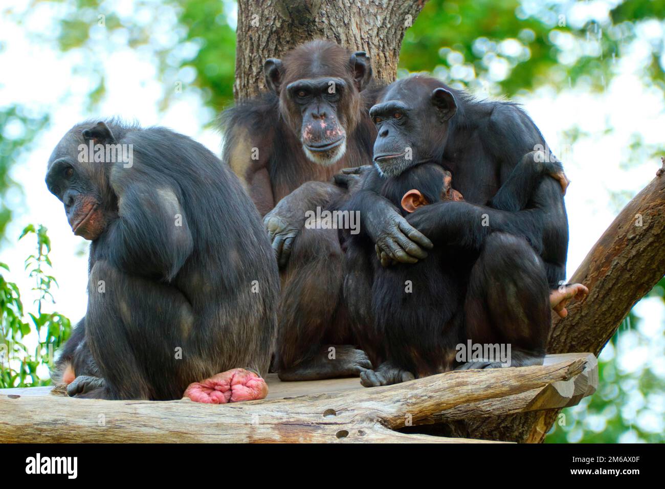 Chimpanzee group hi-res stock photography and images - Alamy