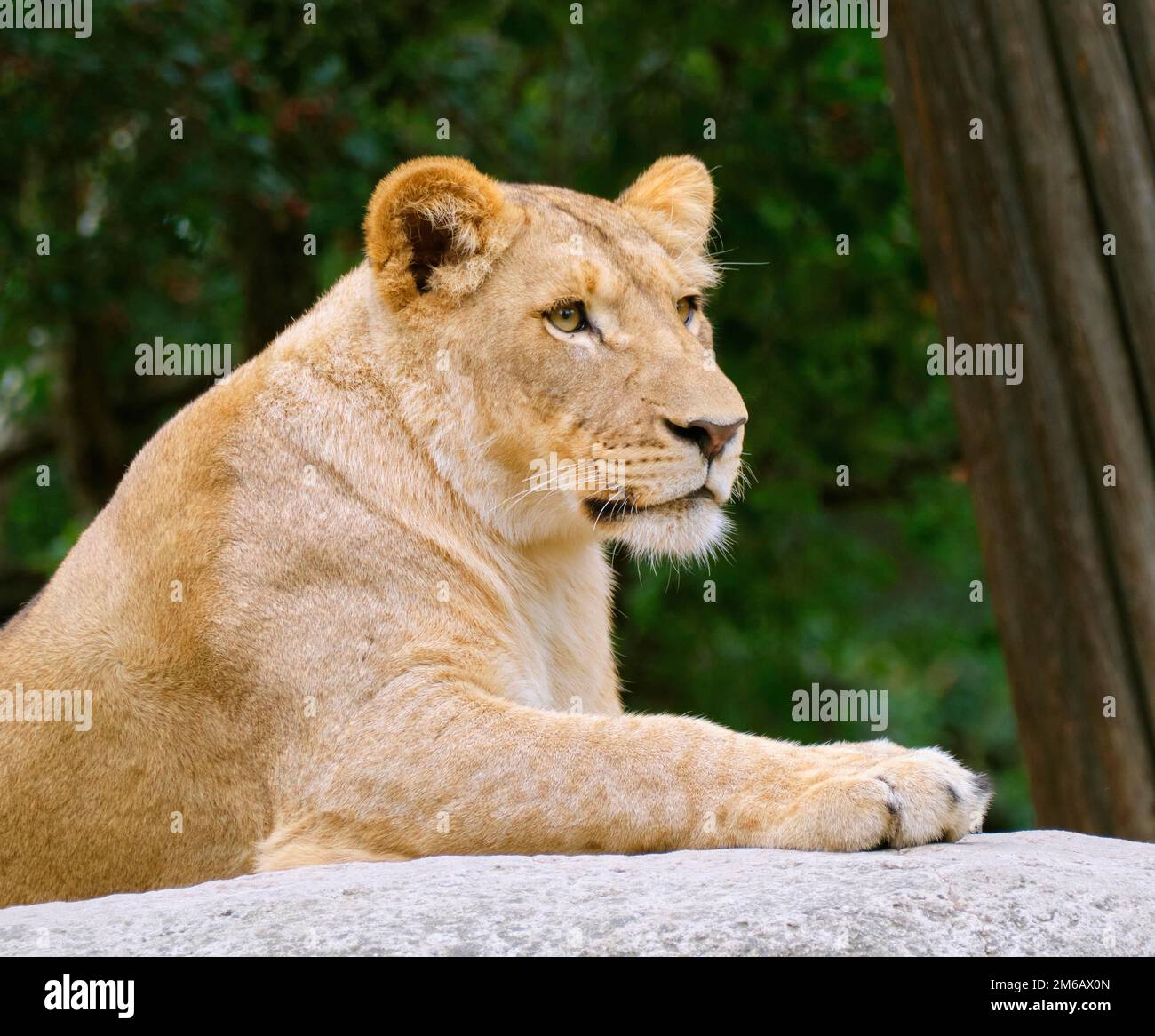 Portrait young african lion hi-res stock photography and images - Alamy