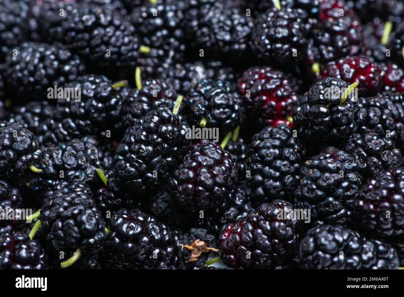 Mulberry background. Fresh Mulberrys top view. Black Berries wide ...
