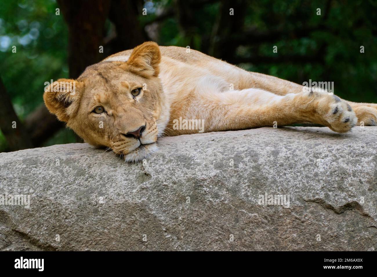 Young African lion (Panthera leo), captive, Germany Stock Photo - Alamy Young African lion (Panthera leo), captive, Germany Stock Photo - Alamy