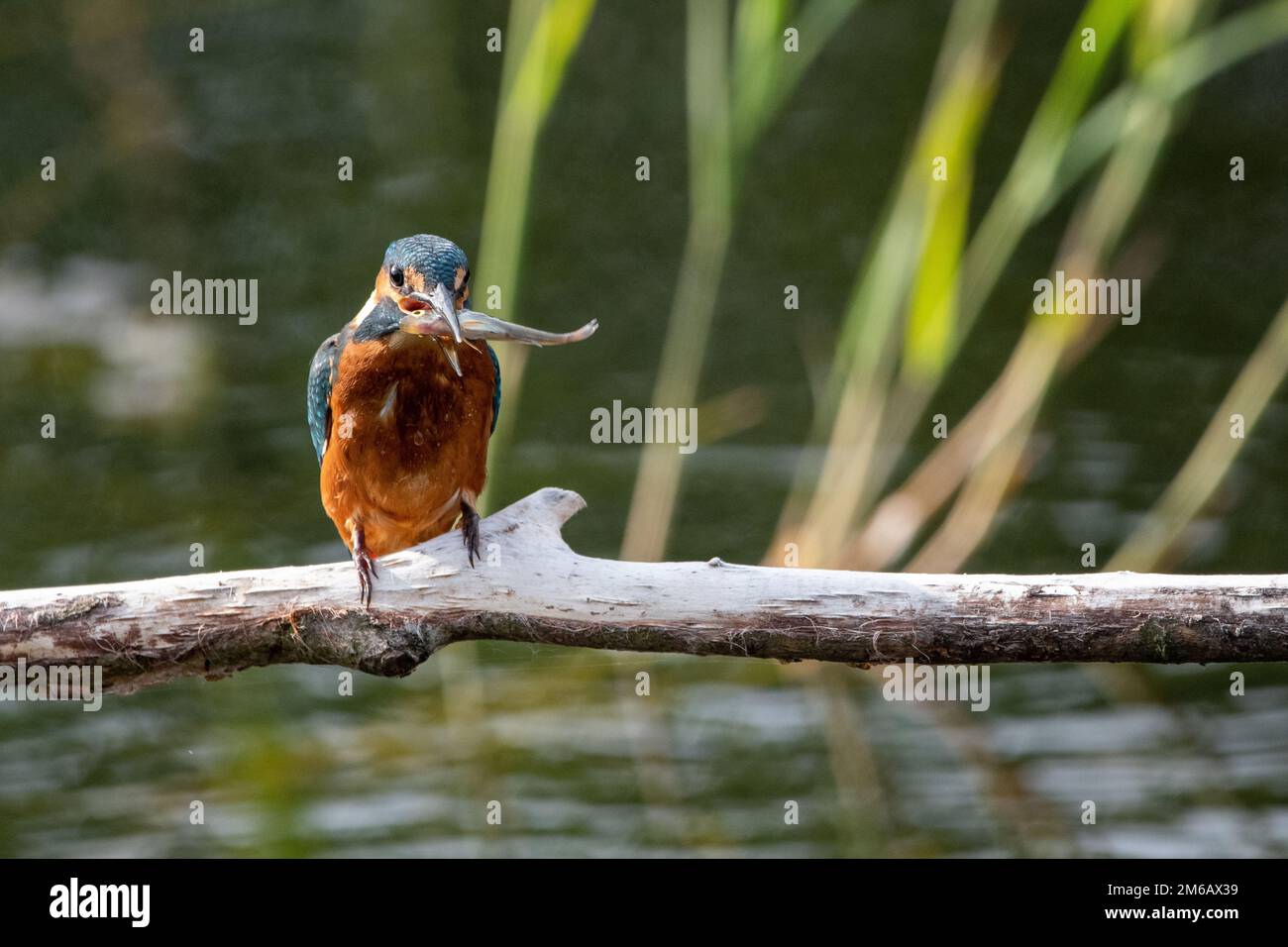 Common kingfisher feeding with fish in bill at Lakenheath Fen nature ...