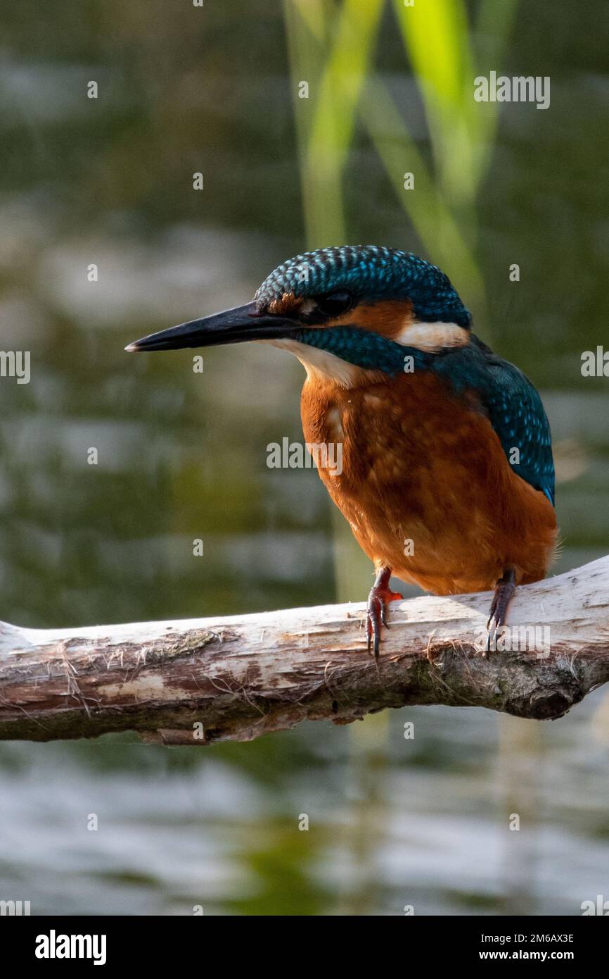 Common kingfisher sat on a perch at Lakenheath Fen nature reserve in ...