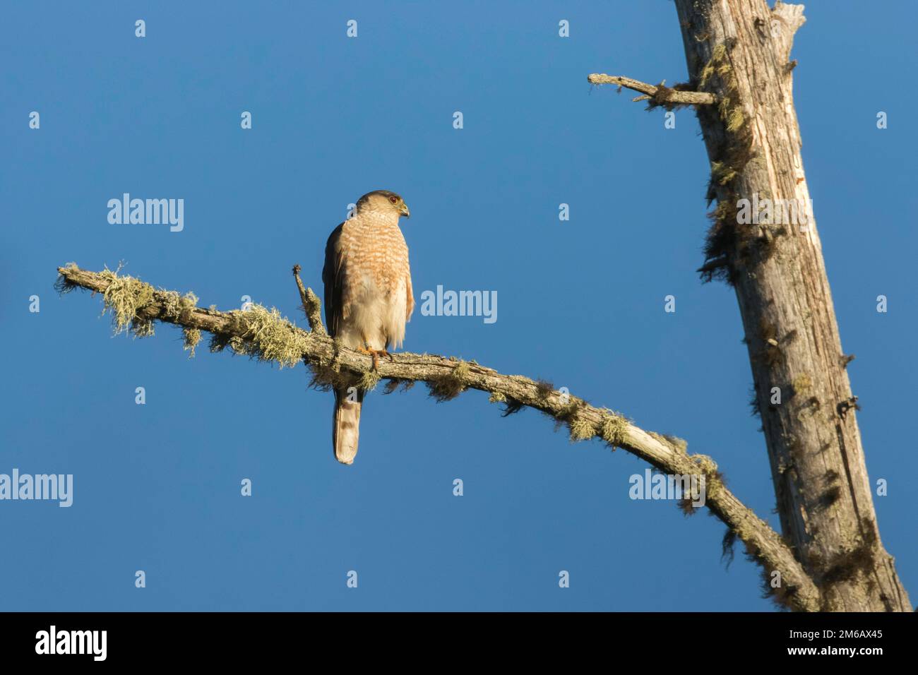 Sharp-shinned hawk (Accipiter striatus) perched on a branch of a dead ...