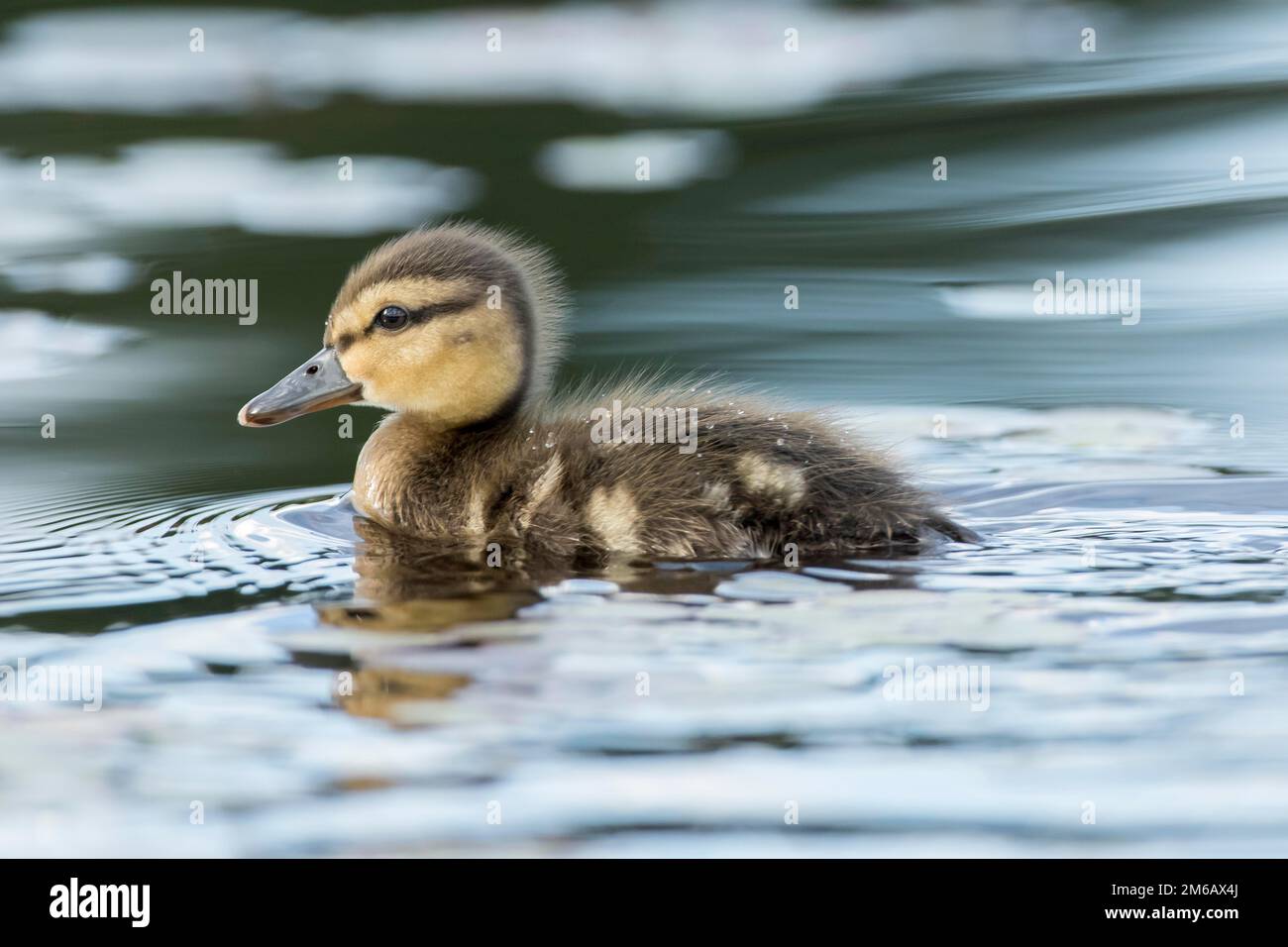 Duckling black duck (Anas rubripes) swimming and watching Stock Photo ...
