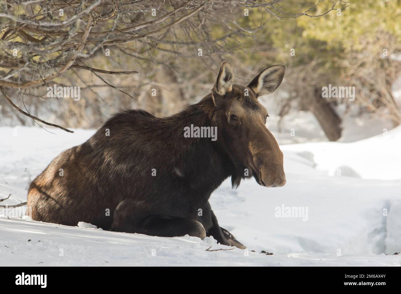 Moose cow sitting in snow on the edge of a forest in winter. Moose cow ...