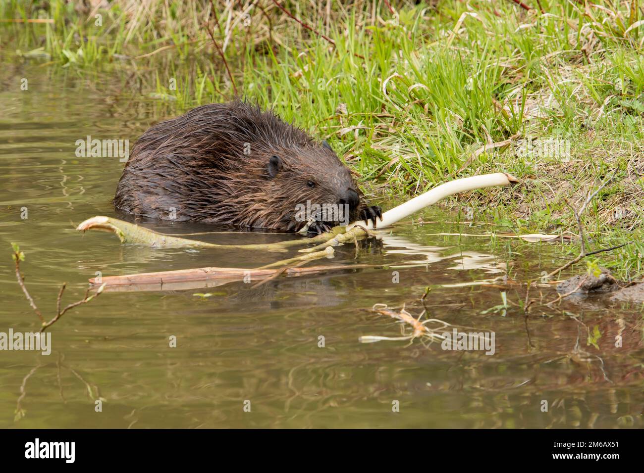North American beaver (Castor canadensis) gnawing bark of a cut branch ...