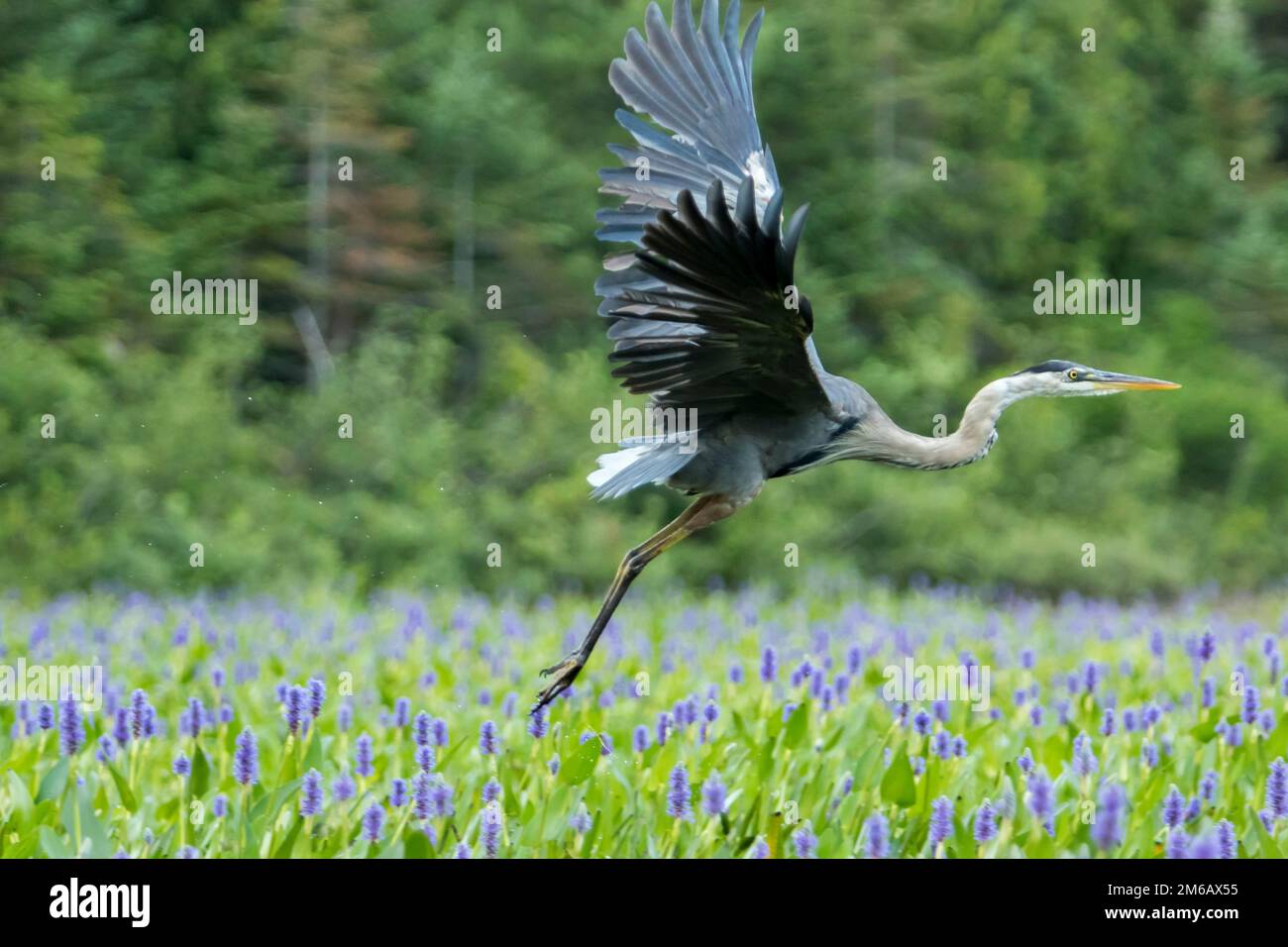 Great blue heron taking off in a patch of pickerelweed (Pontederia ...