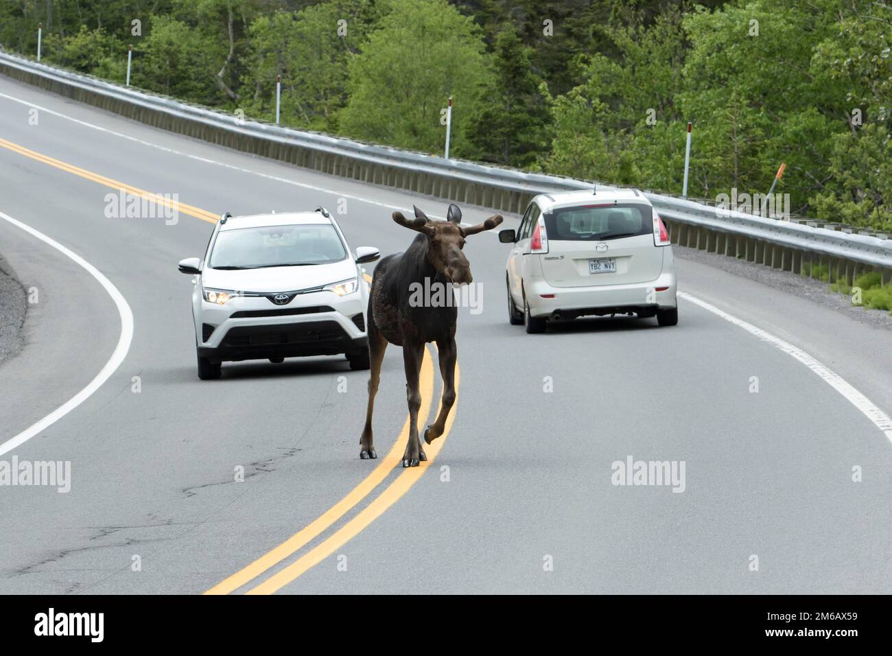 Bull moose crossing a road in front of cars. Alces americanus Stock ...